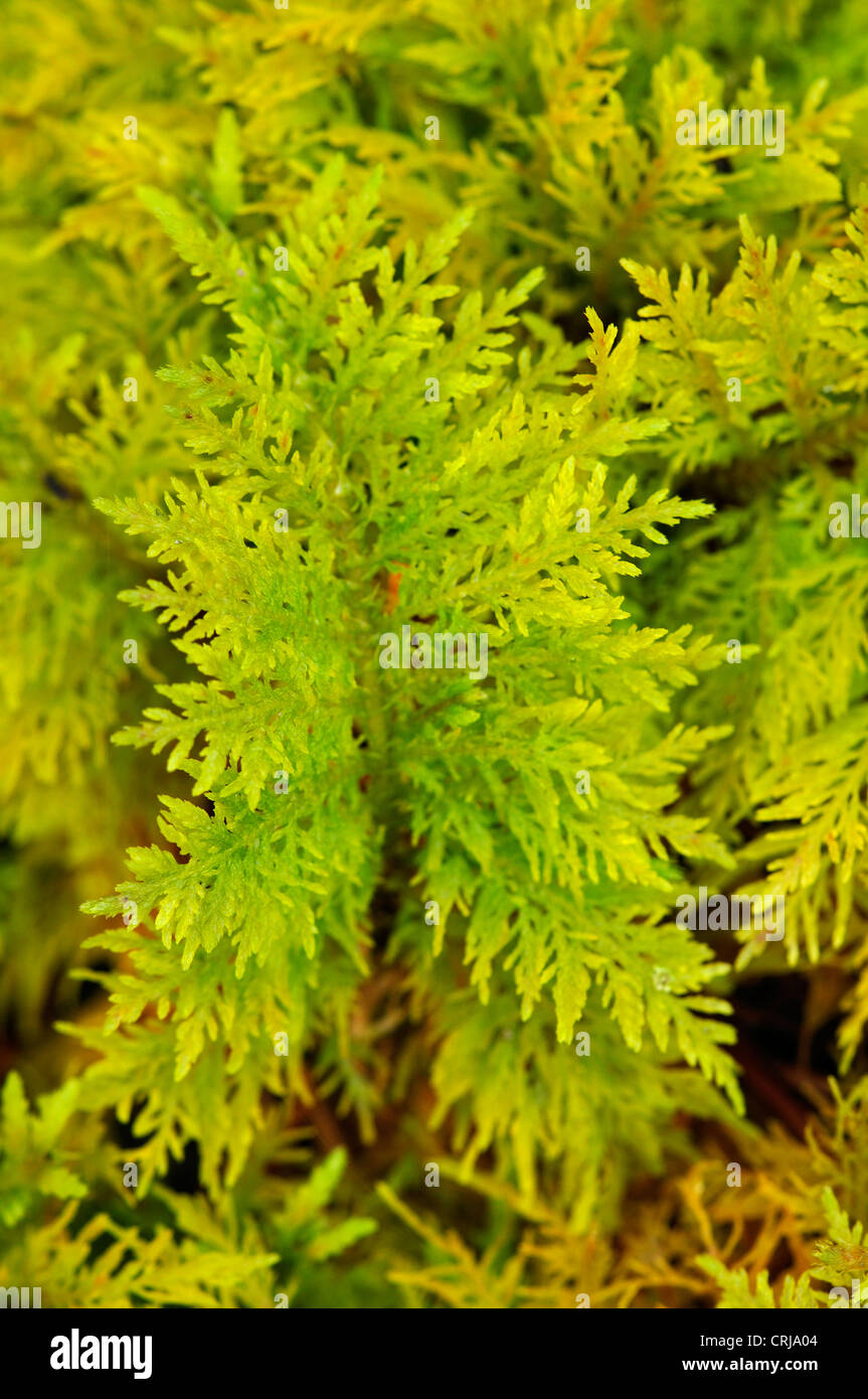 A mass of feather moss UK Stock Photo - Alamy