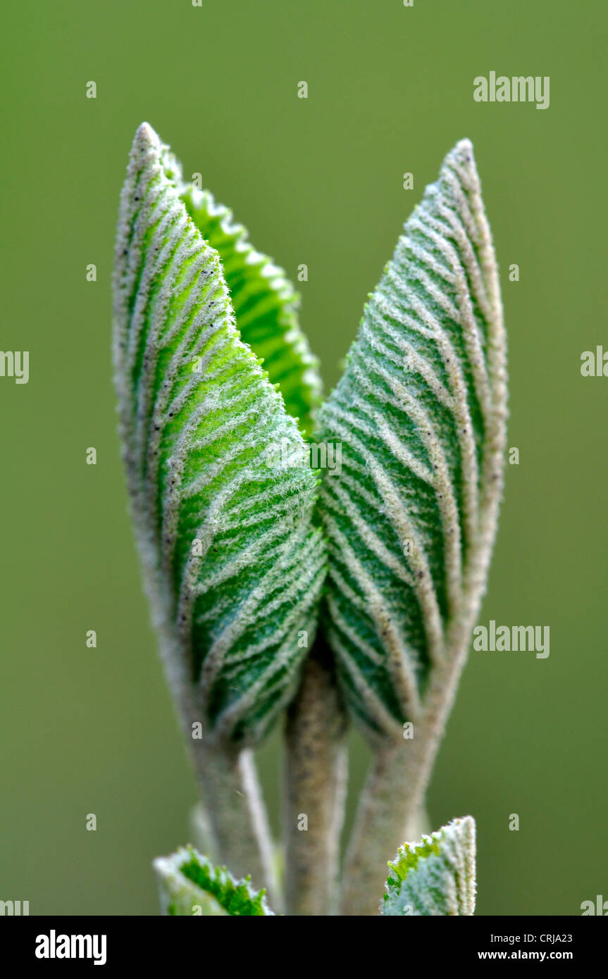 Wayfarer or wayfaring tree hi-res stock photography and images - Alamy