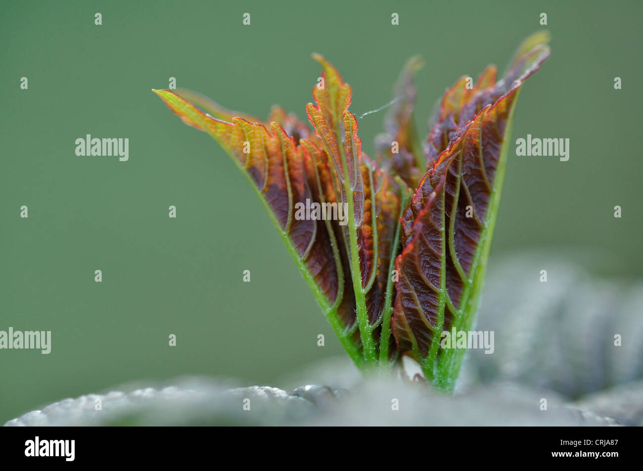 A sycamore leaf emerging in Spring UK Stock Photo - Alamy