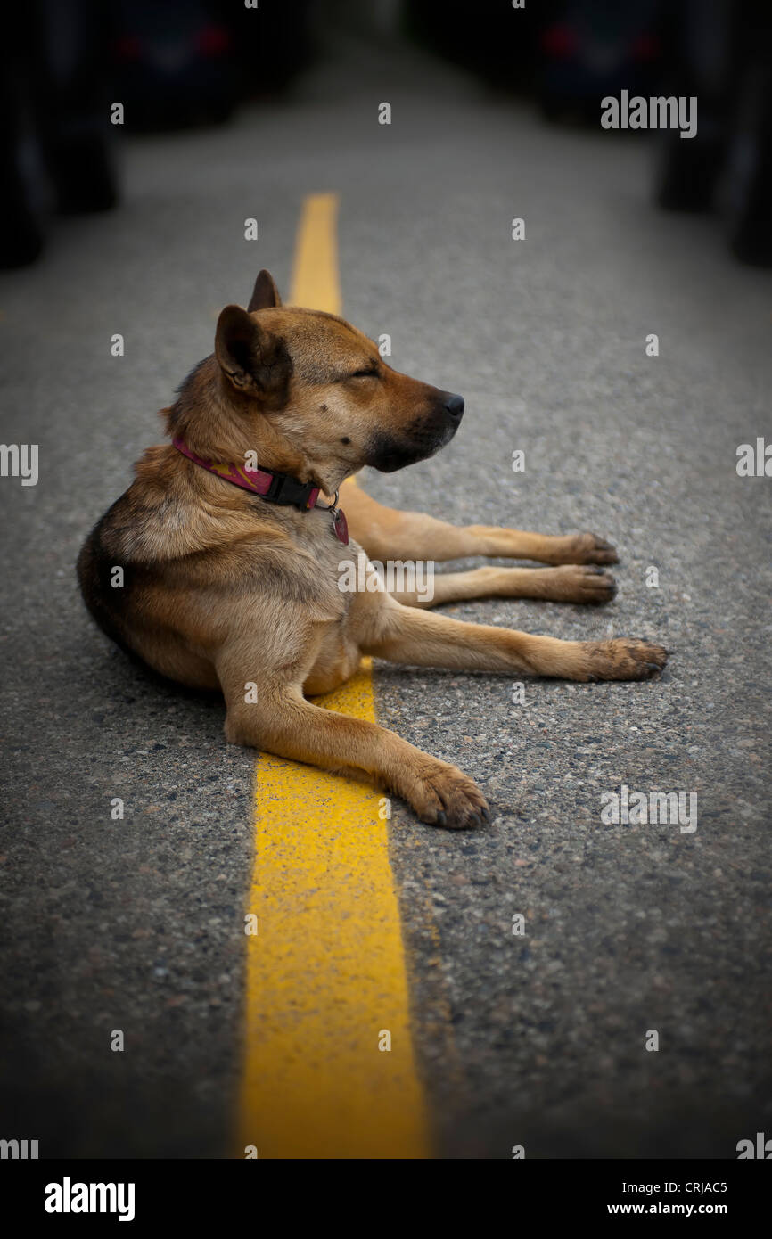 sleepy dog on road Stock Photo - Alamy