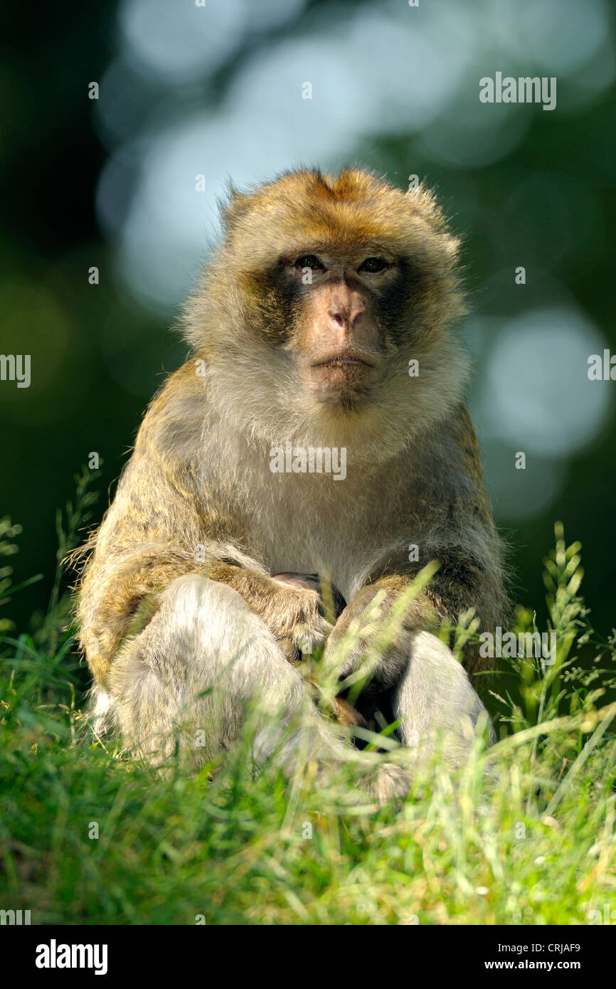 barbary ape, barbary macaque (Macaca sylvanus), adult sitting in the ...