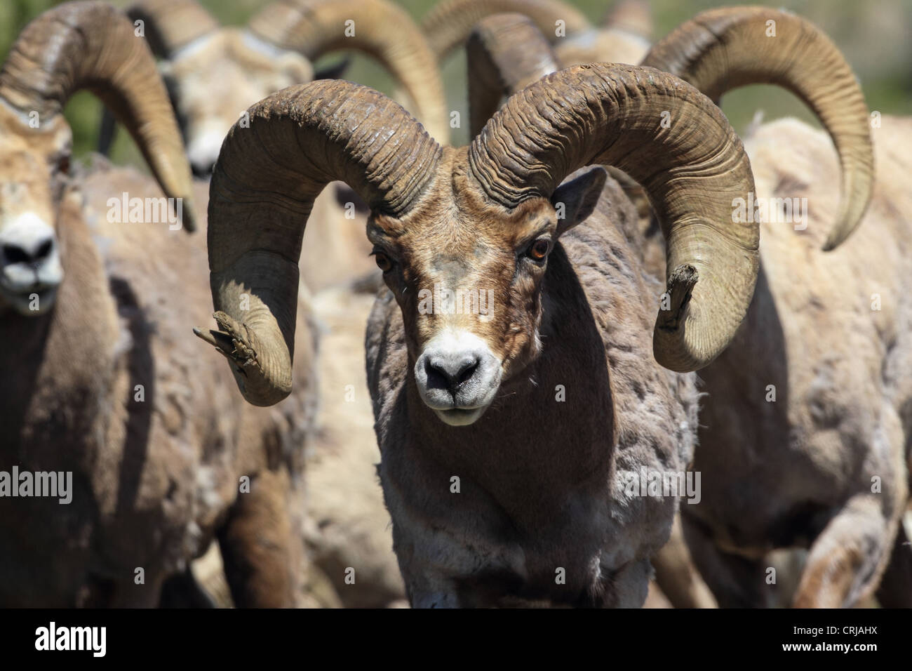 A large Bighorn sheep (Ovis canadensis) ram postures for a rival in the ...
