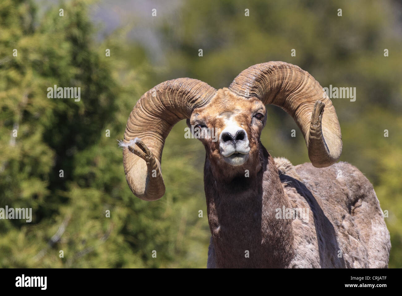 Ram fight hi-res stock photography and images - Alamy