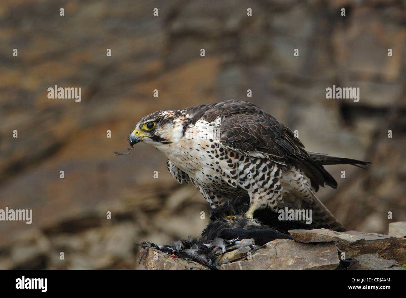 Peregrine falcon perched hi-res stock photography and images - Alamy