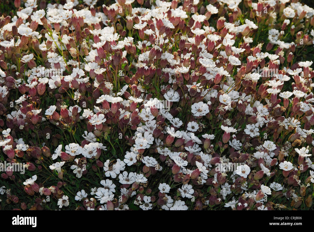 A mass of sea campion flowers UK Stock Photo - Alamy