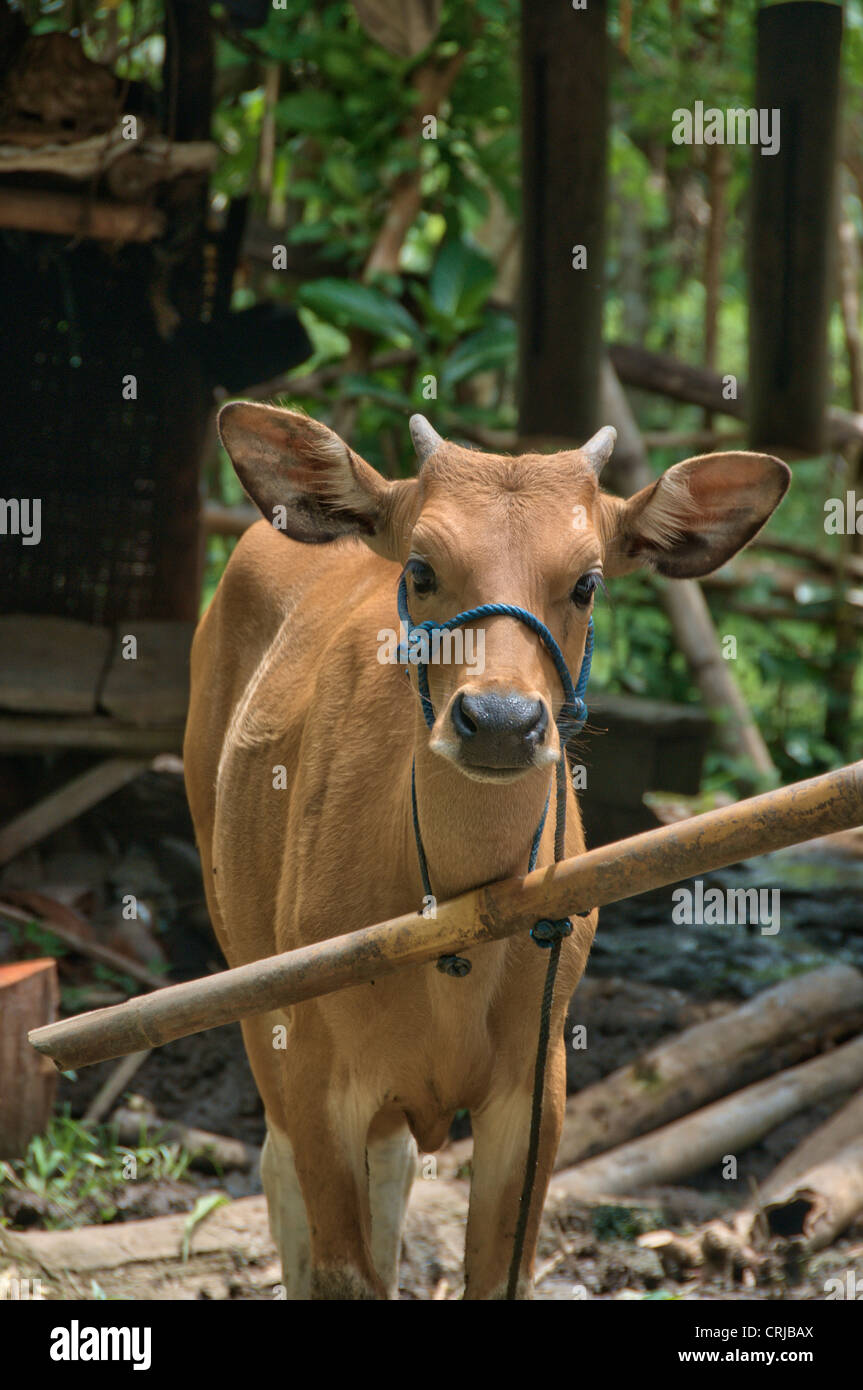 cow on bali Stock Photo - Alamy