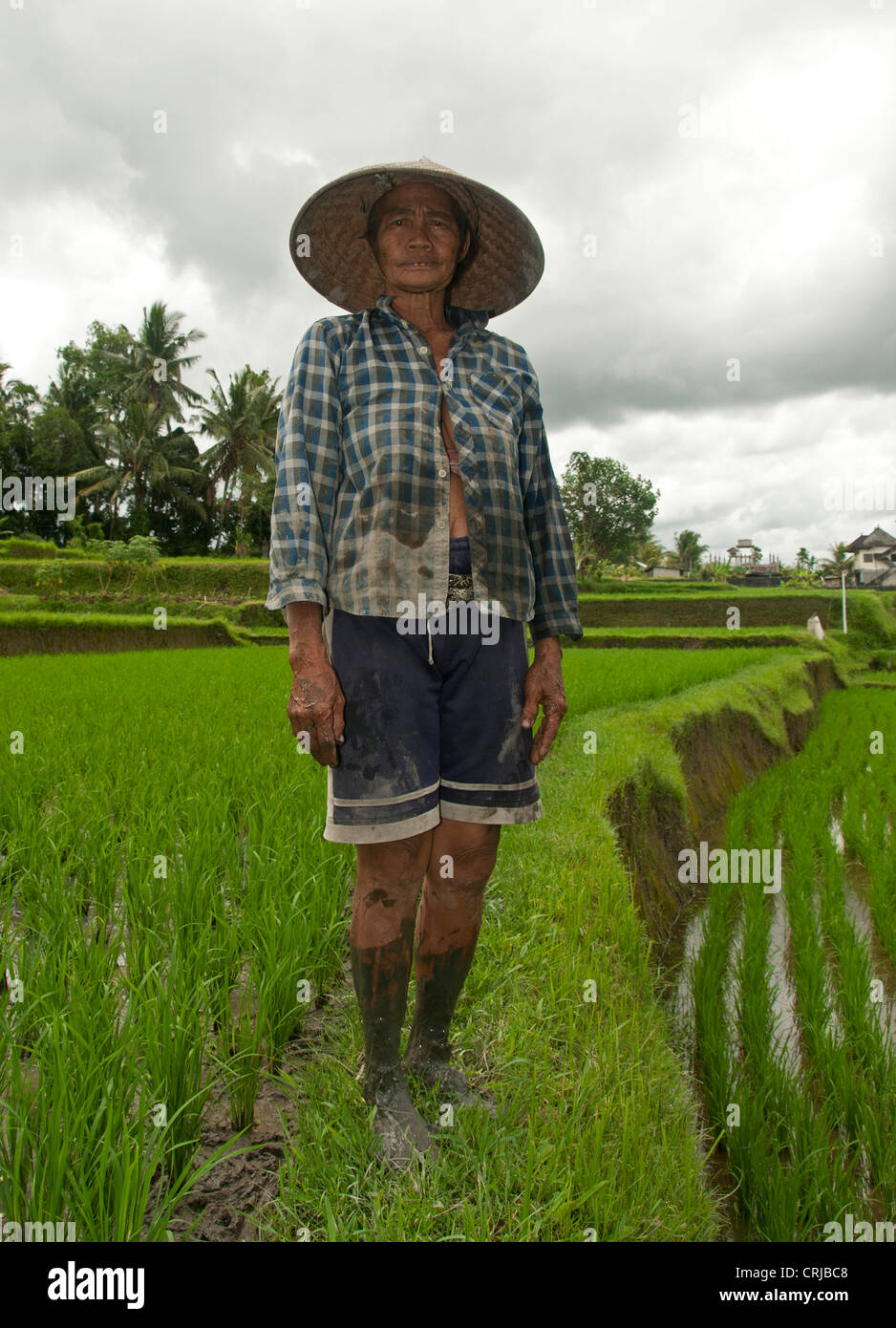 Chinese woman in rice field hi-res stock photography and images - Alamy