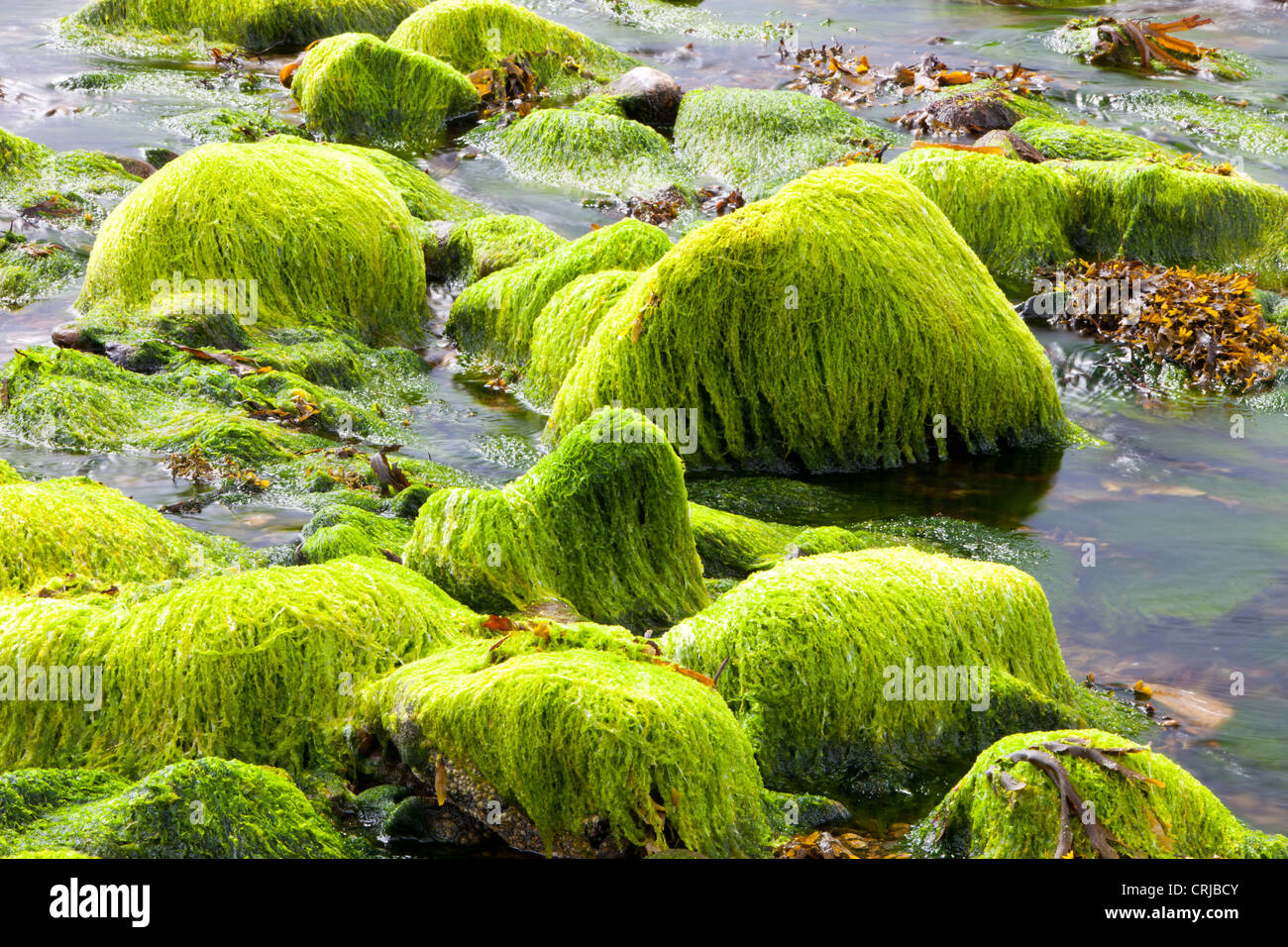 Seaweed in Broadford, Isle of skye, Scotland, UK Stock Photo - Alamy