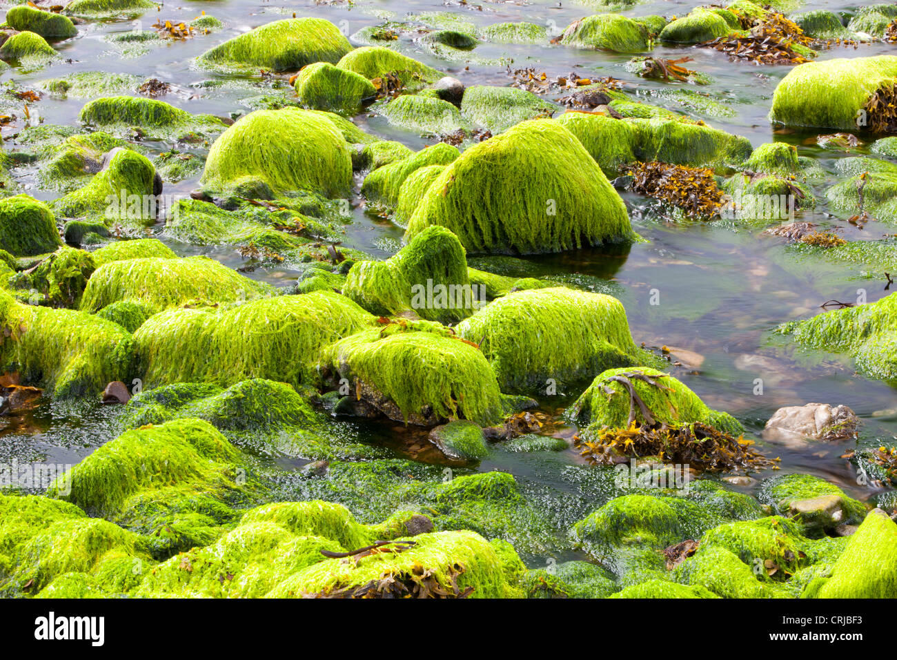 Edible seaweed uk hi-res stock photography and images - Alamy