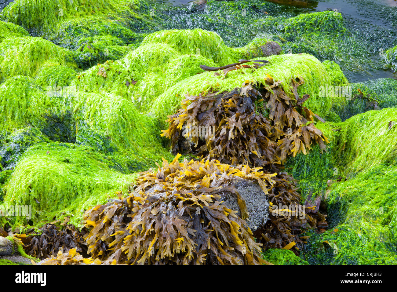 Seaweed in Broadford, Isle of skye, Scotland, UK Stock Photo - Alamy