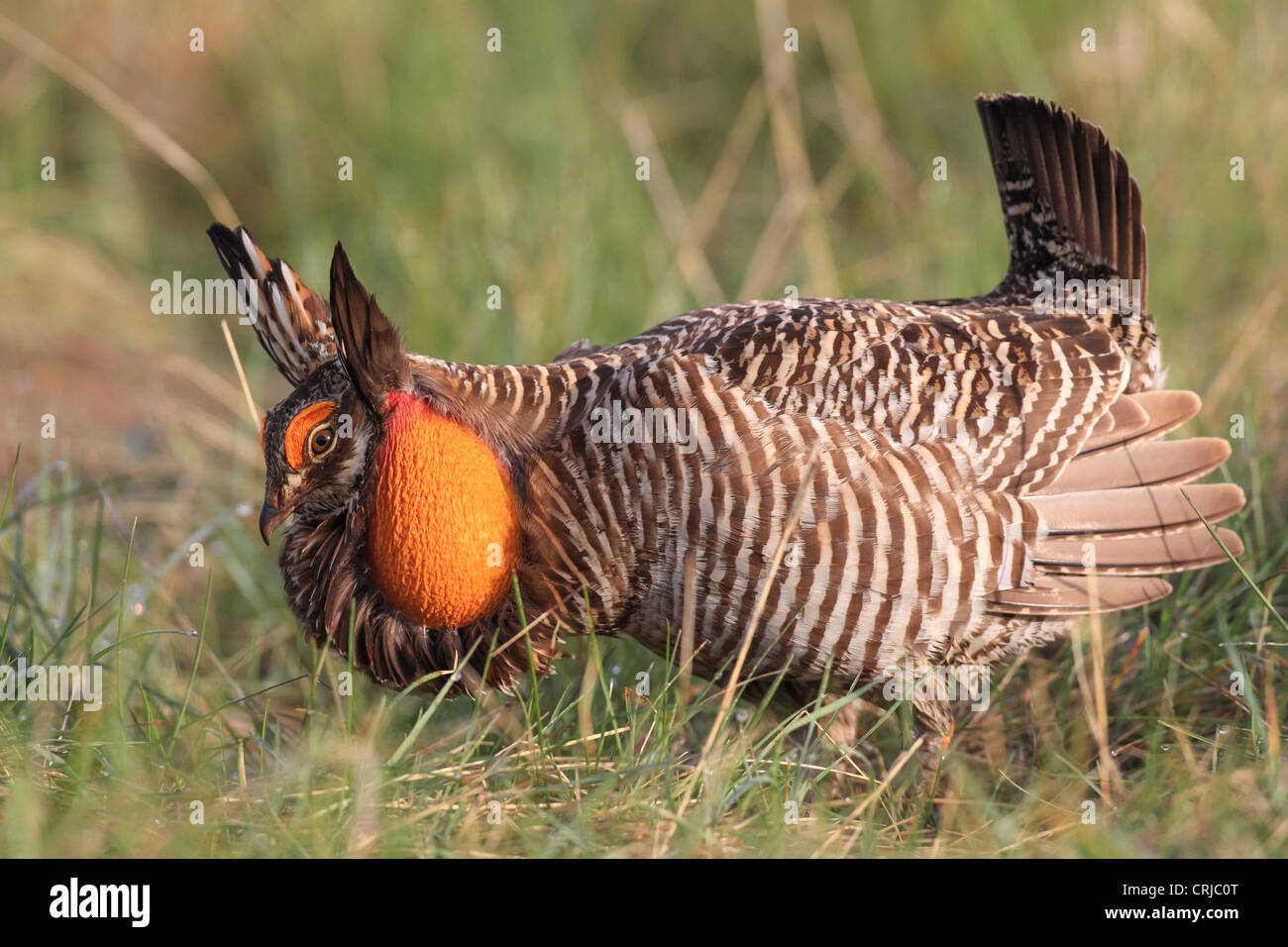 A male Greater Prairie chicken (Tympanuchus cupido) performs it's ...