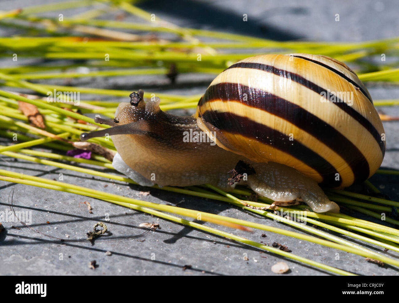 Cepaea hortensis small snail on a green grass Stock Photo - Alamy
