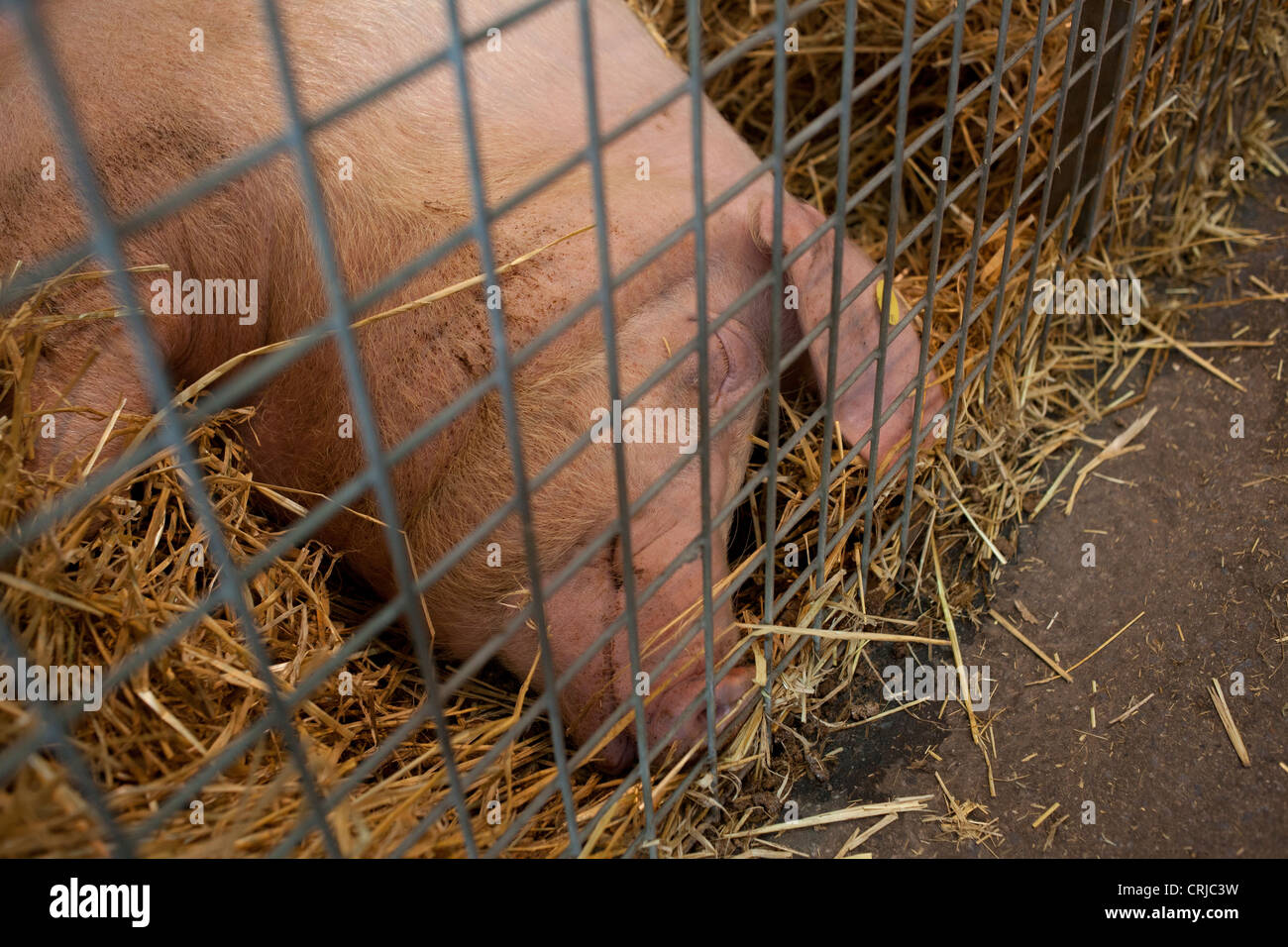 Pigs in cages hi-res stock photography and images - Alamy