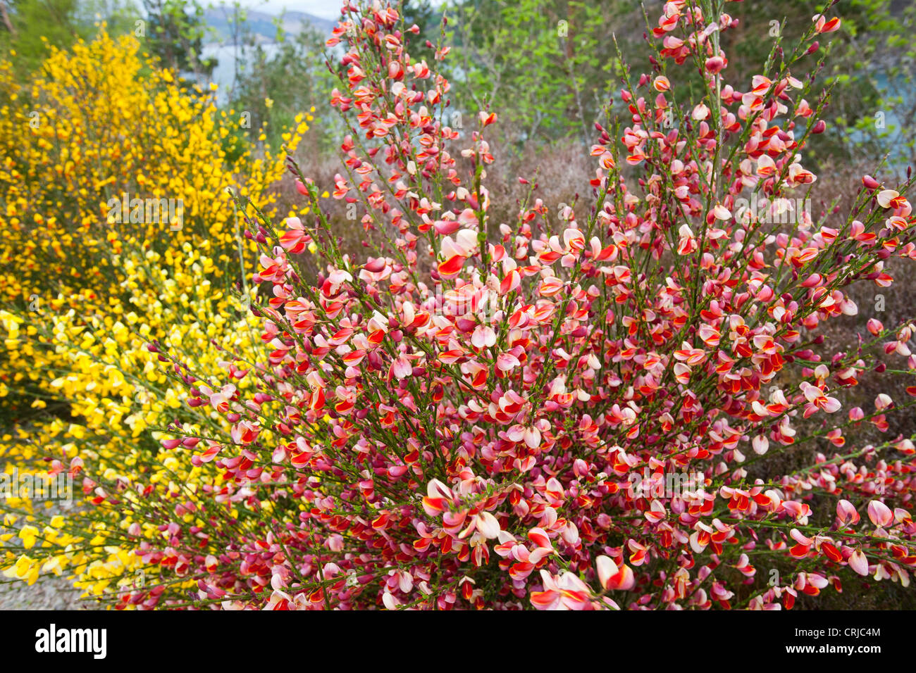 Broom bushes blossoming at Glenelg, Isle of skye, Scotland, UK Stock ...