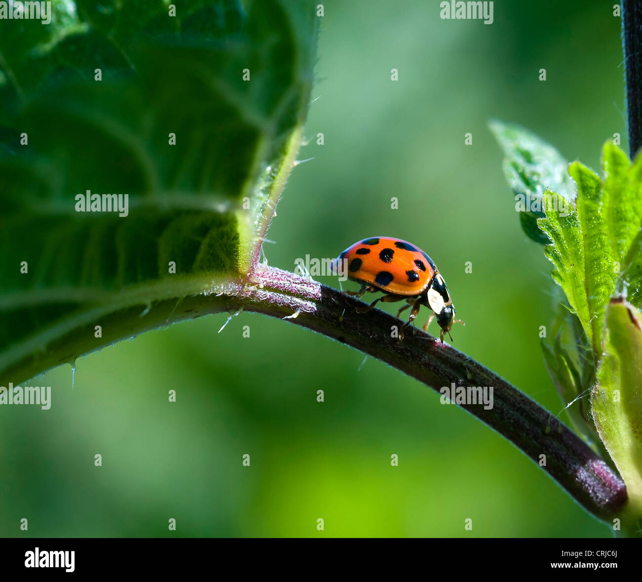 Ladybird macro hi-res stock photography and images - Alamy