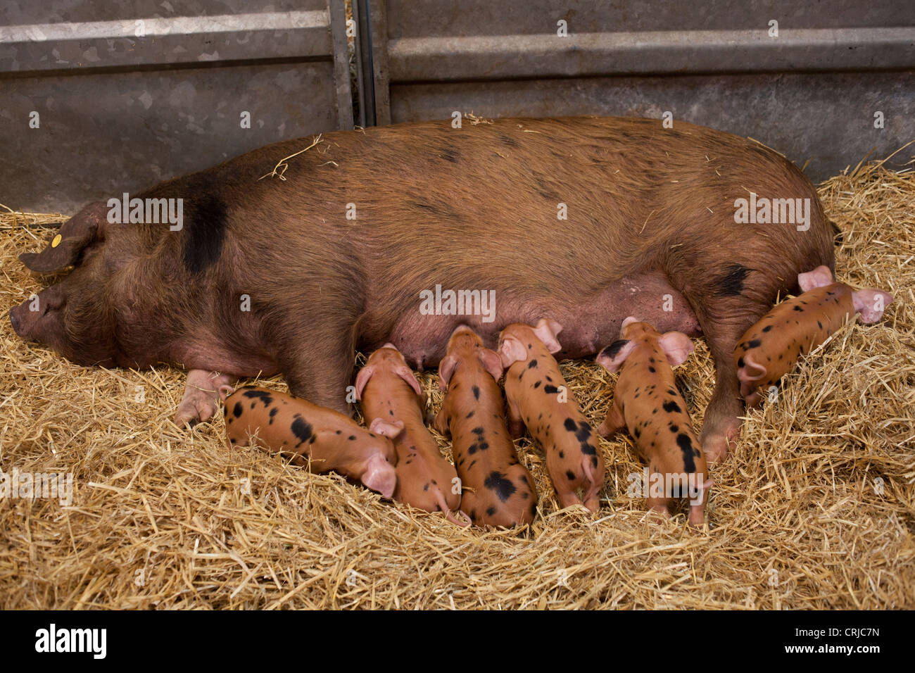 Gloucester Old Spot pigs and piglets suckle at the Bath and West ...