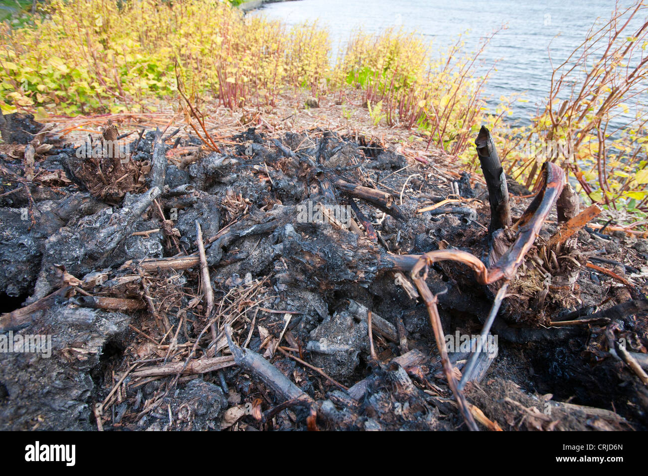 Japanese Knott Weed, an alien invader trying to be controlled on the ...
