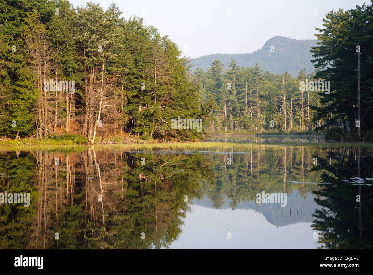 Red eagle pond hi-res stock photography and images - Alamy