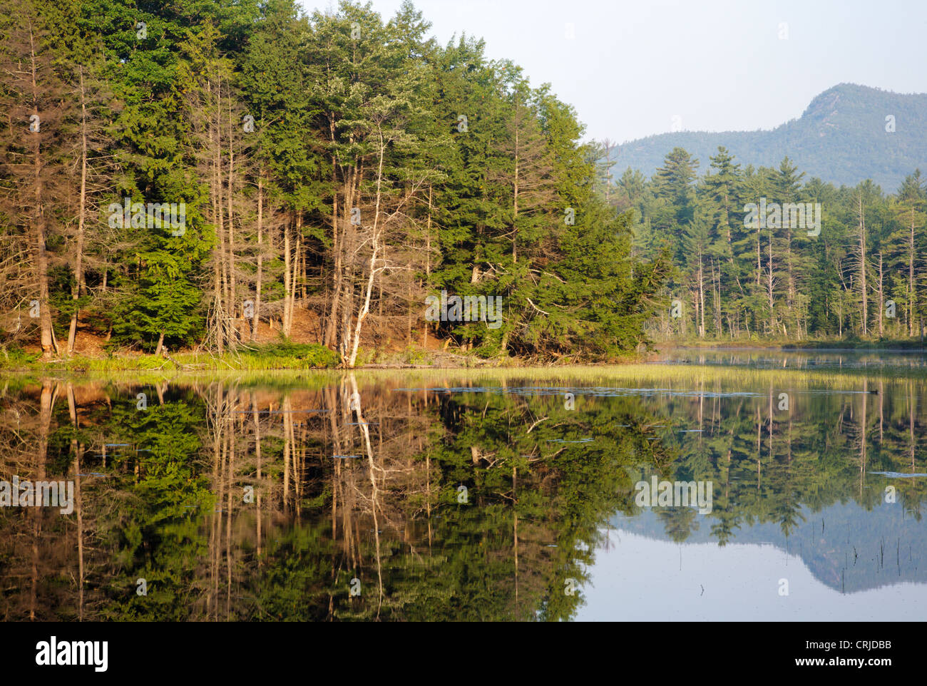 Red eagle pond hi-res stock photography and images - Alamy