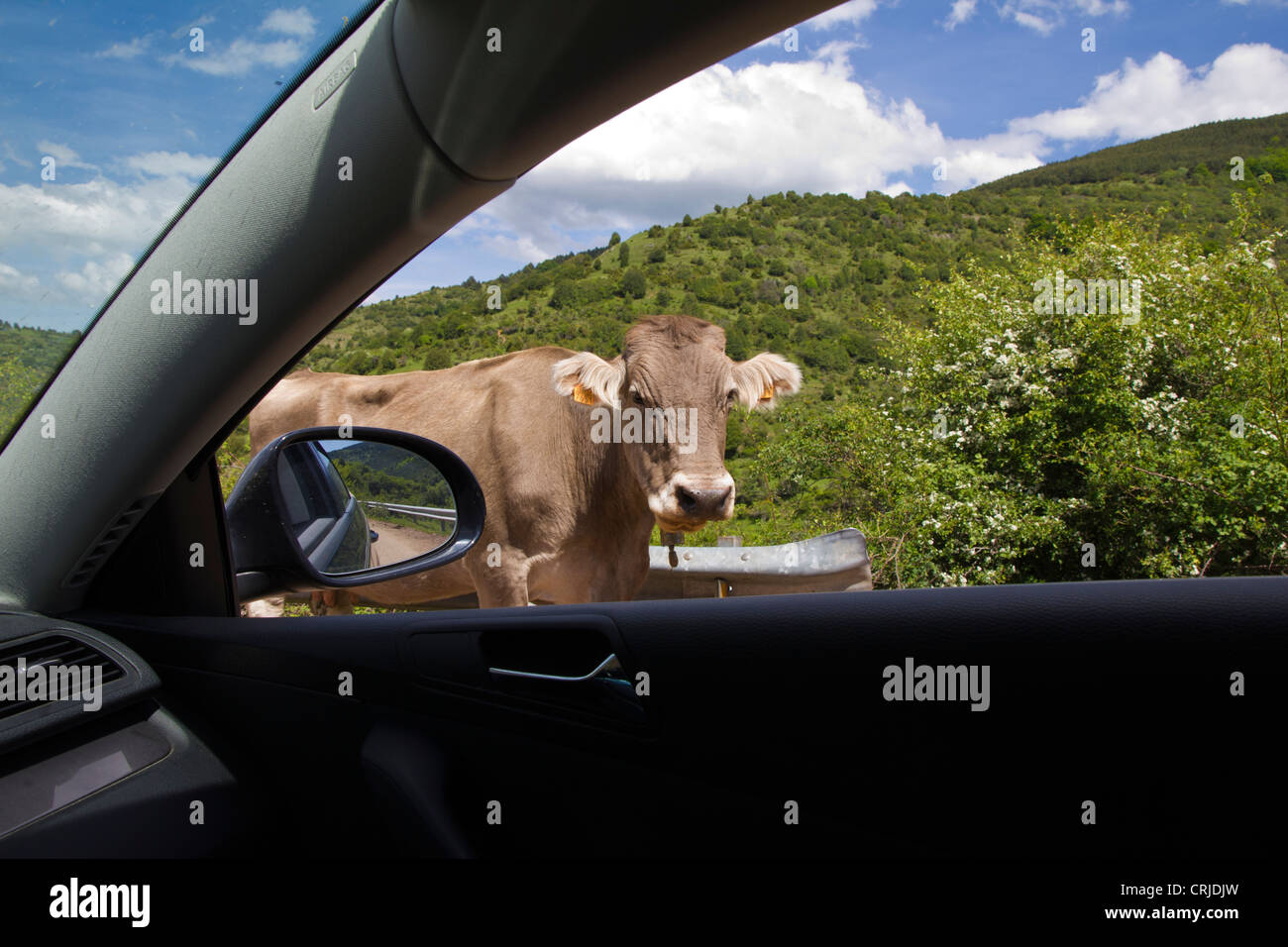 Cow looking through window hi-res stock photography and images - Alamy