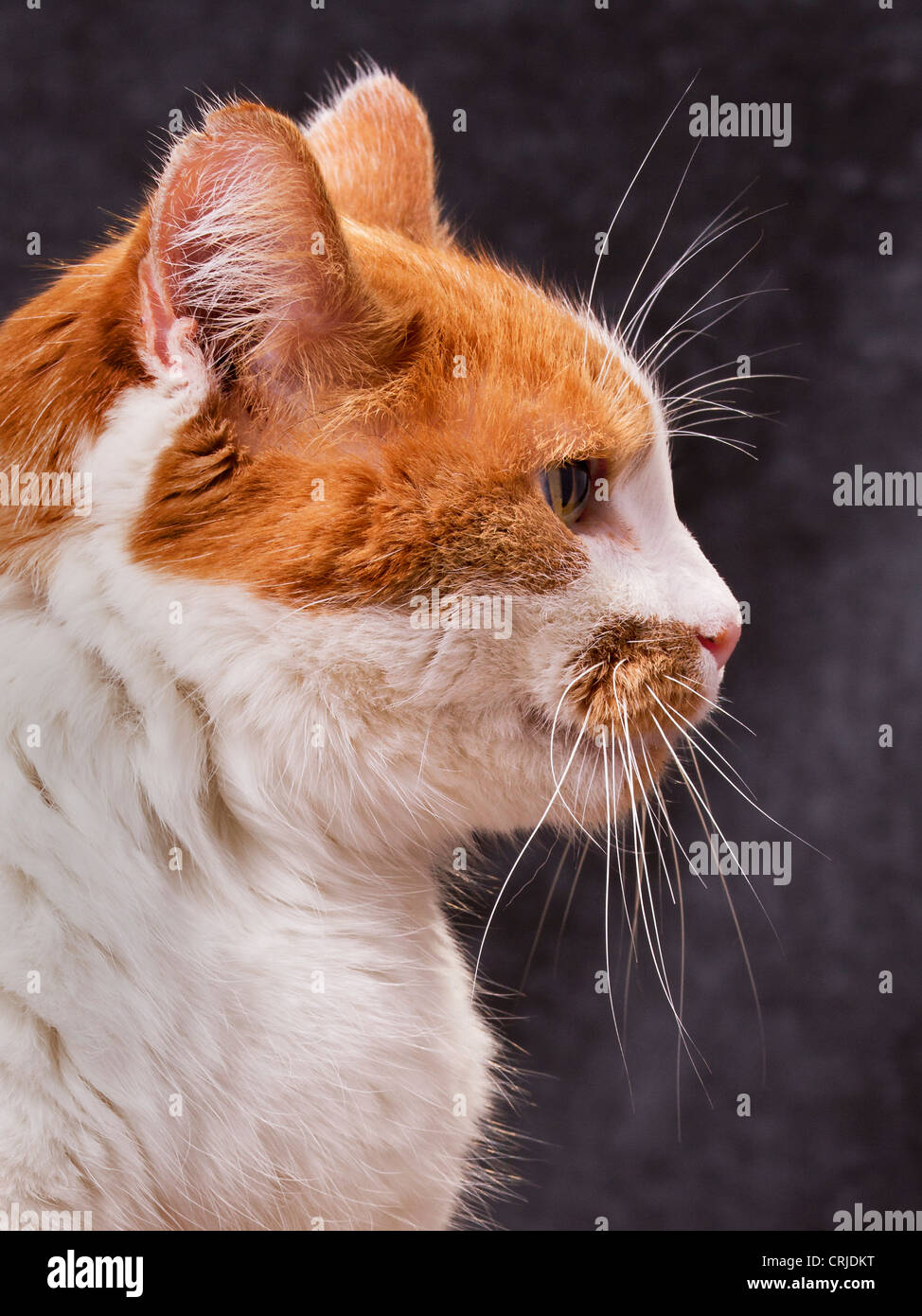 Cats head in profile Stock Photo - Alamy