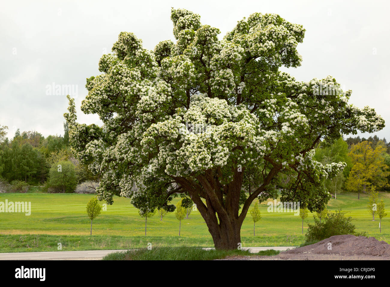Tree with lots of flowers Stock Photo - Alamy