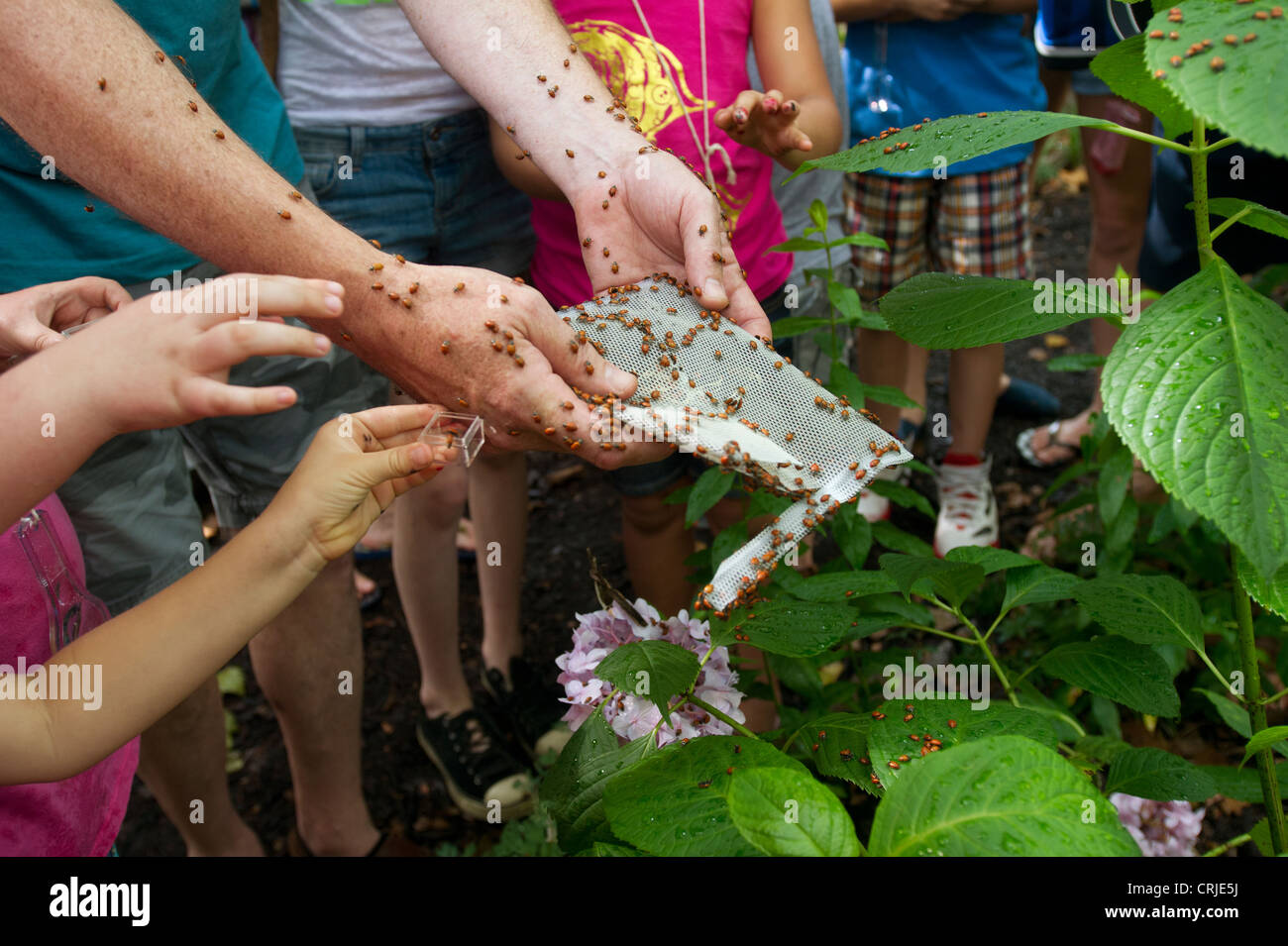 140,000 ladybugs have a new home in a community garden in the Lower ...