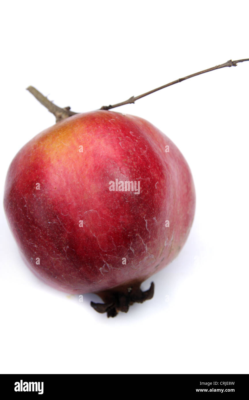 Ruby red pomegranate whole hi-res stock photography and images - Alamy