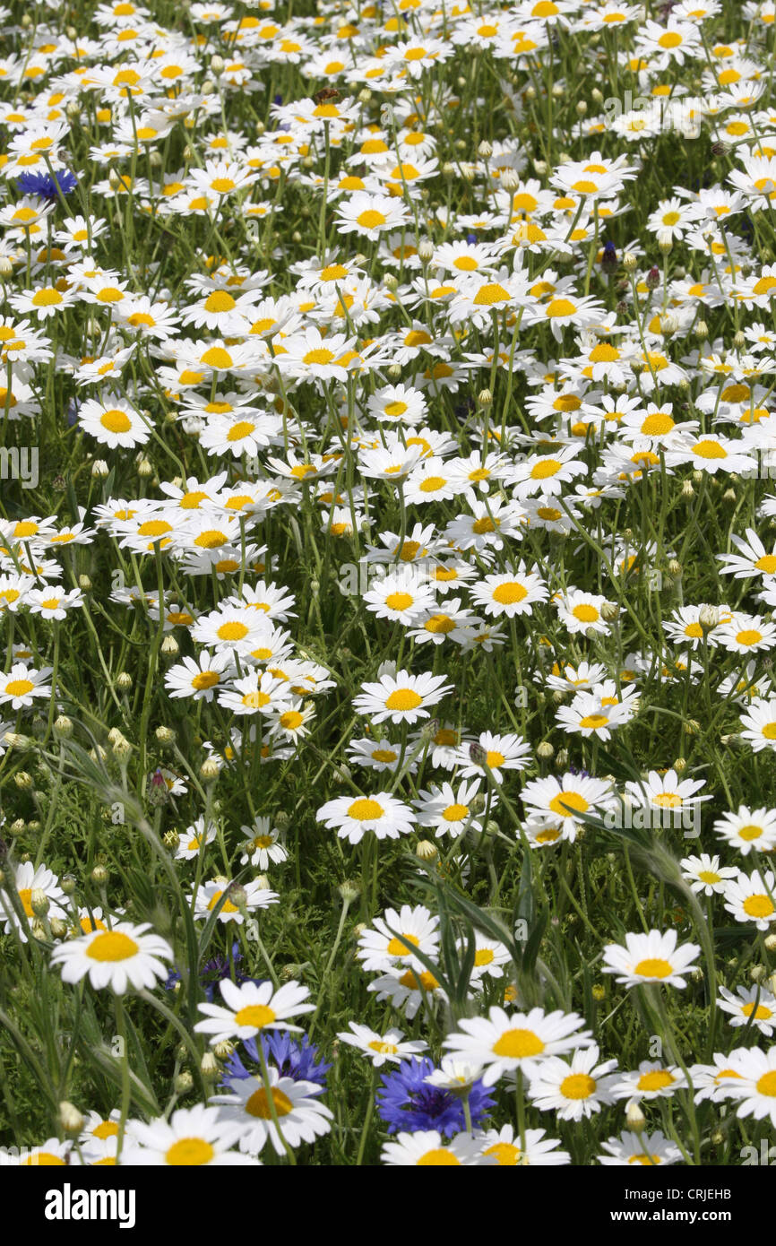 Wild Flowers growing on a farm margin Stock Photo - Alamy
