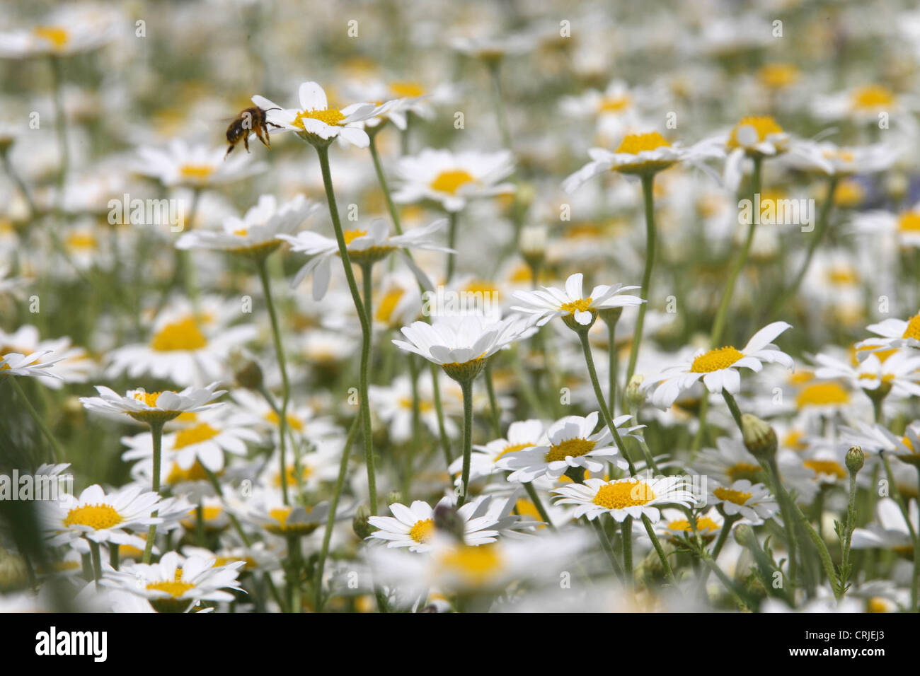 Wild Flowers growing on a farm margin Stock Photo - Alamy