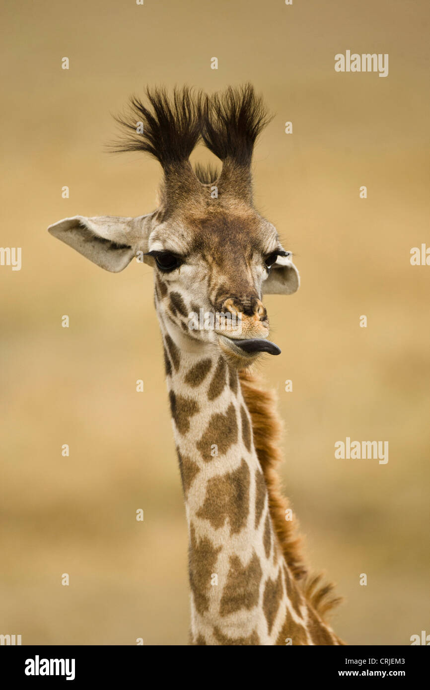 Giraffe lips hi-res stock photography and images - Alamy