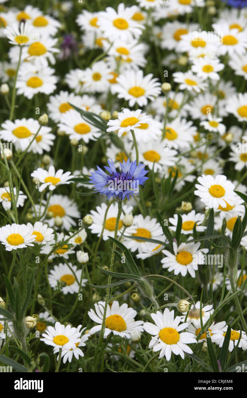 Wild Flowers growing on a farm margin Stock Photo - Alamy