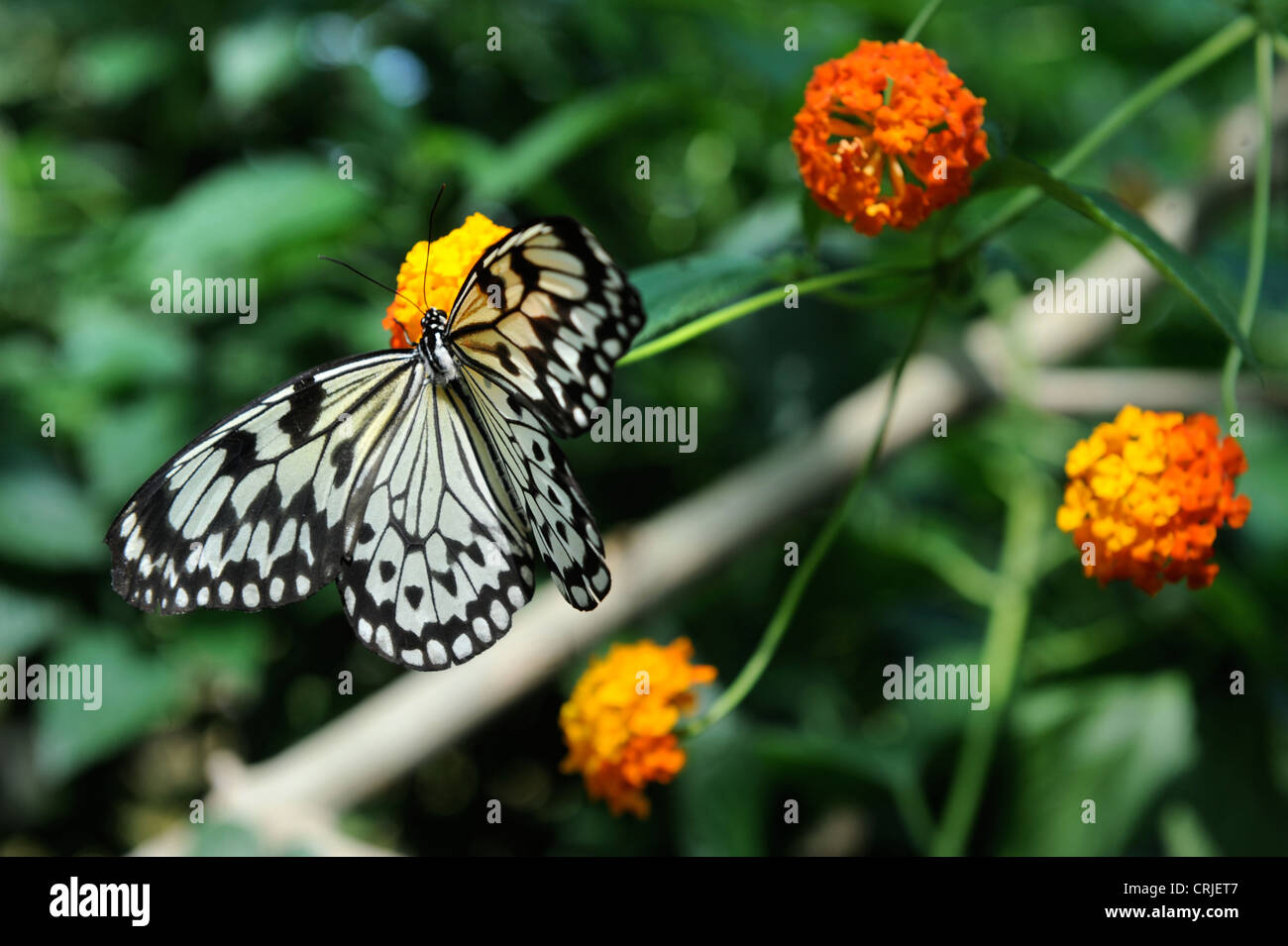 A White Tree Nymph butterfly Stock Photo - Alamy