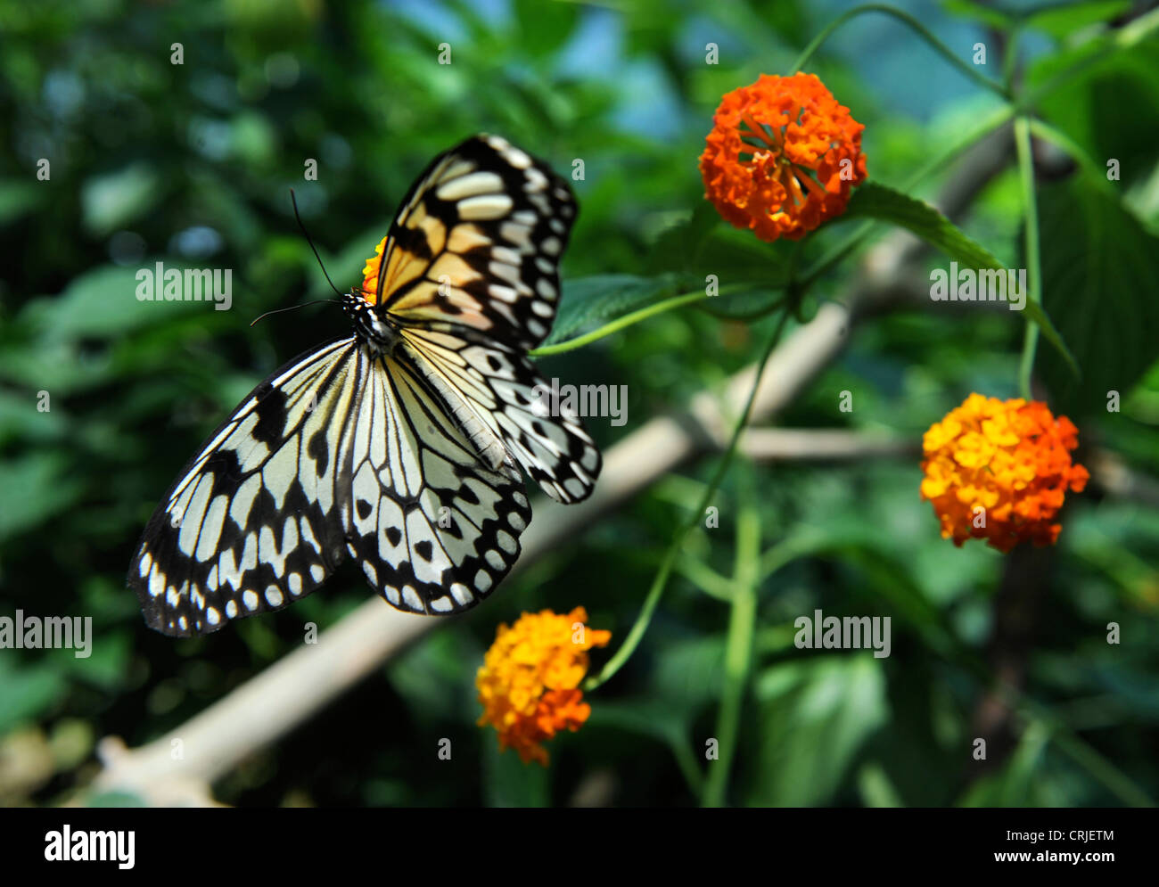 Malabar tree nymph hi-res stock photography and images - Alamy