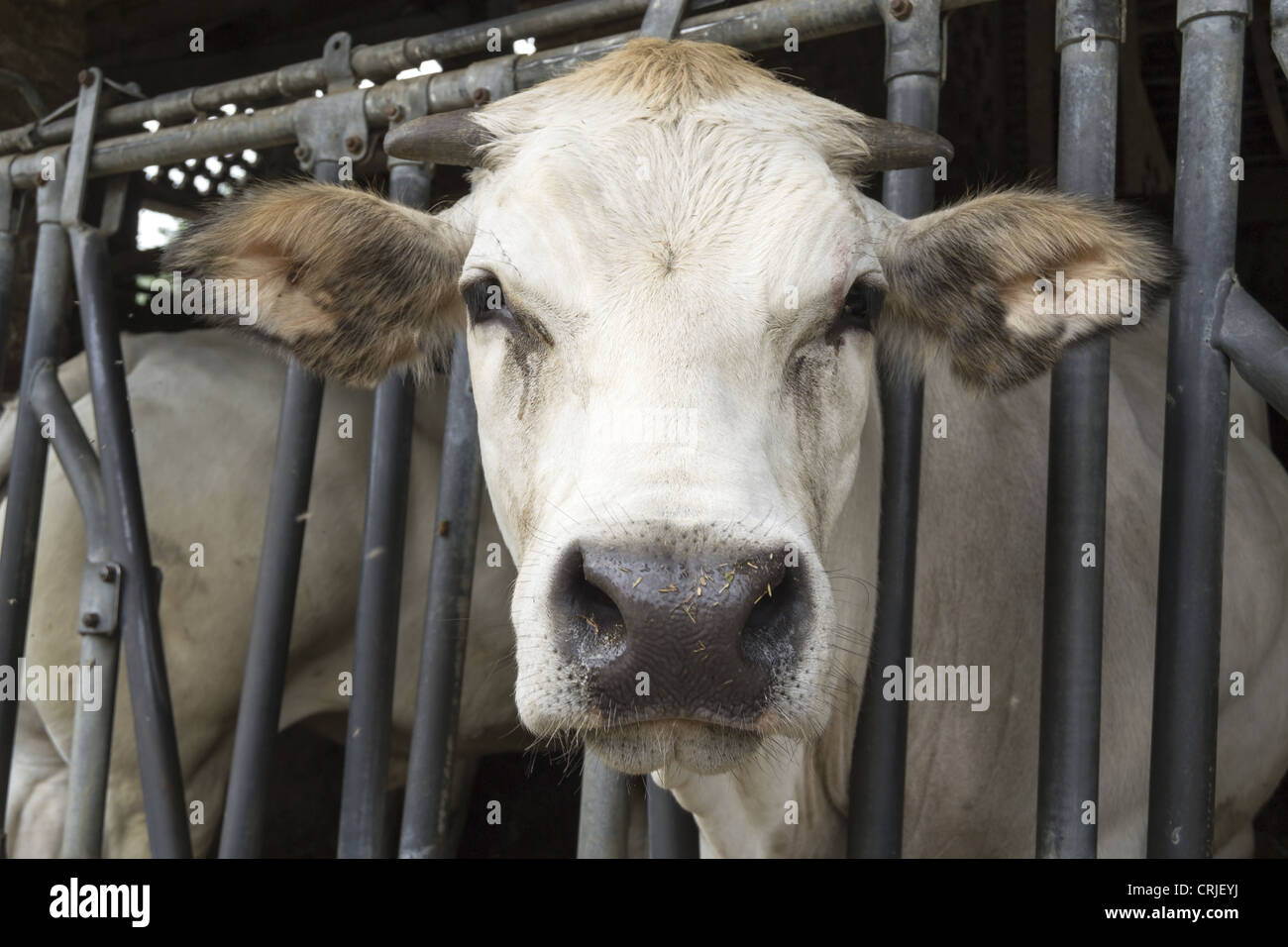 portrait of cow on a farm Stock Photo - Alamy