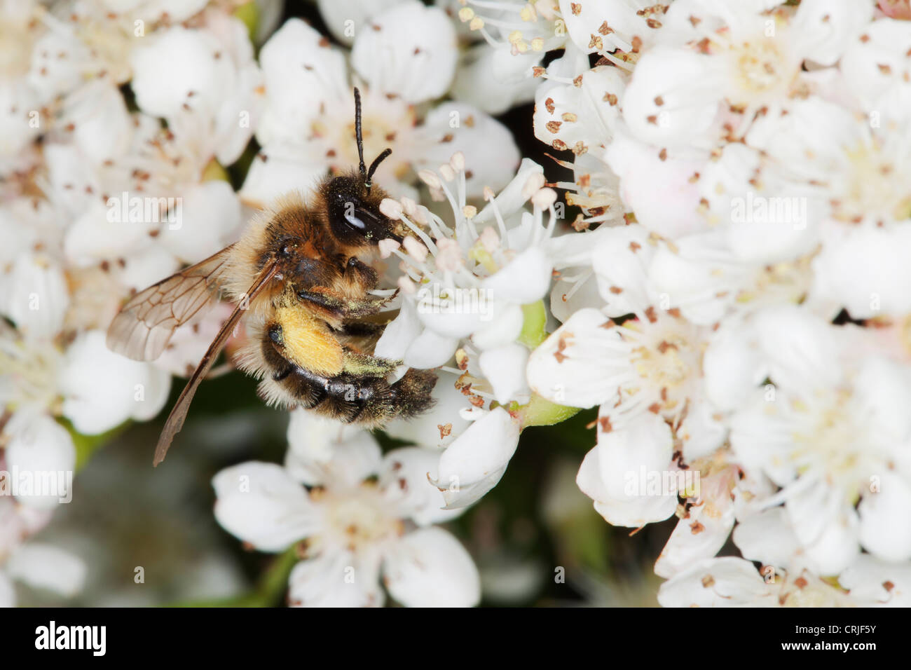 Andrena sp hi-res stock photography and images - Alamy