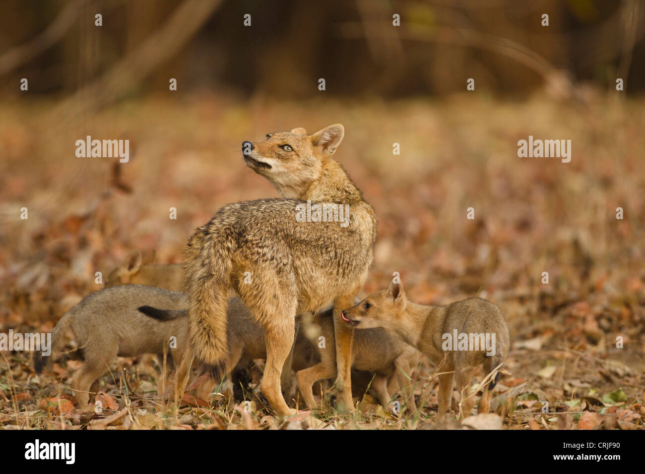 Asia, India, Pench National Park, Madhya Pradesh, Jackal, Canis aureus ...