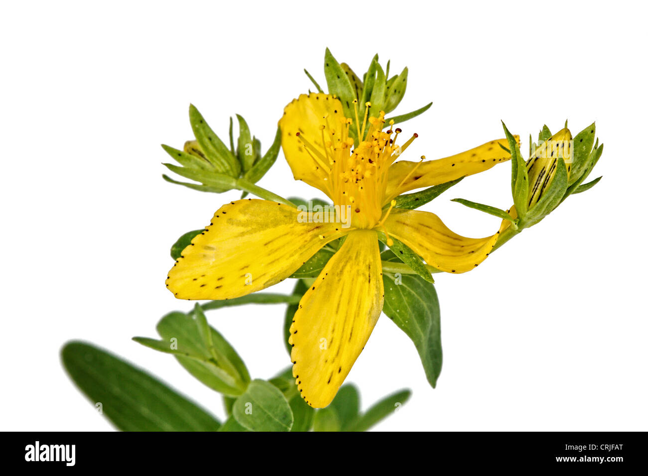 Flower of Hypericum (Latin Hypericum), isolated on a white background ...