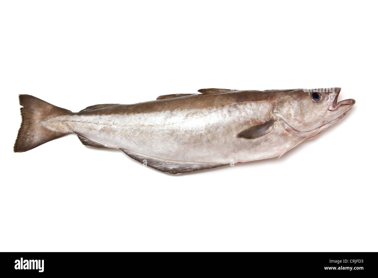 Pollock or Pollack fish isolated on a white studio background Stock ...