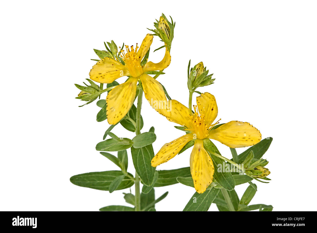 Flowers of Hypericum (Latin Hypericum), isolated on a white background ...
