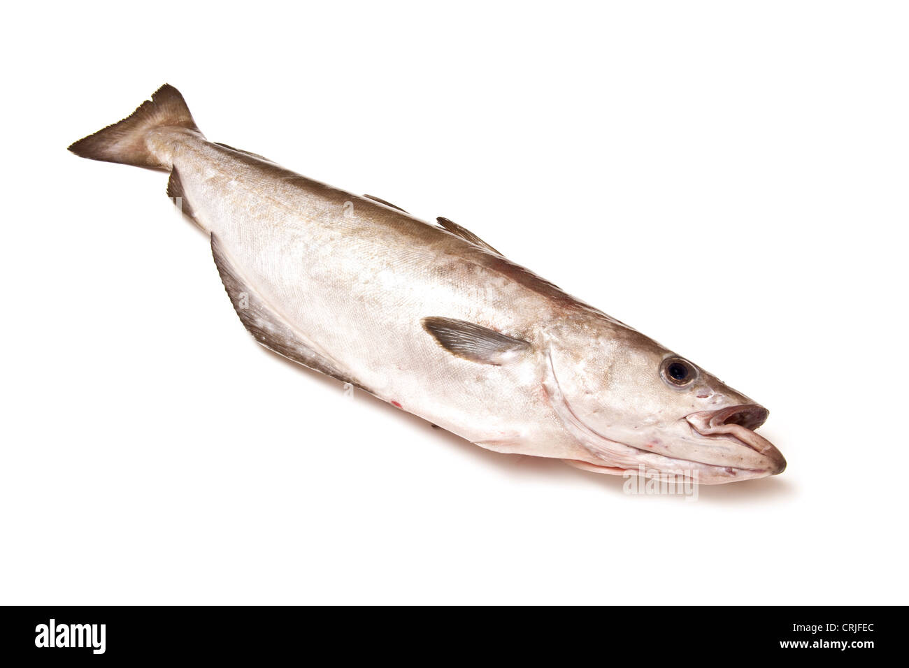 Pollock (Pollachius pollachius) fish isolated on a white studio ...