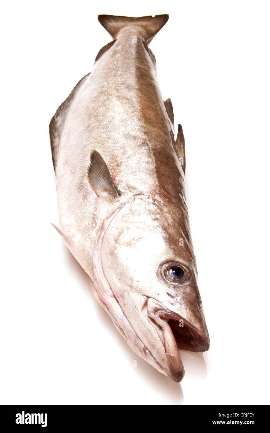 Pollock (Pollachius pollachius) fish isolated on a white studio ...