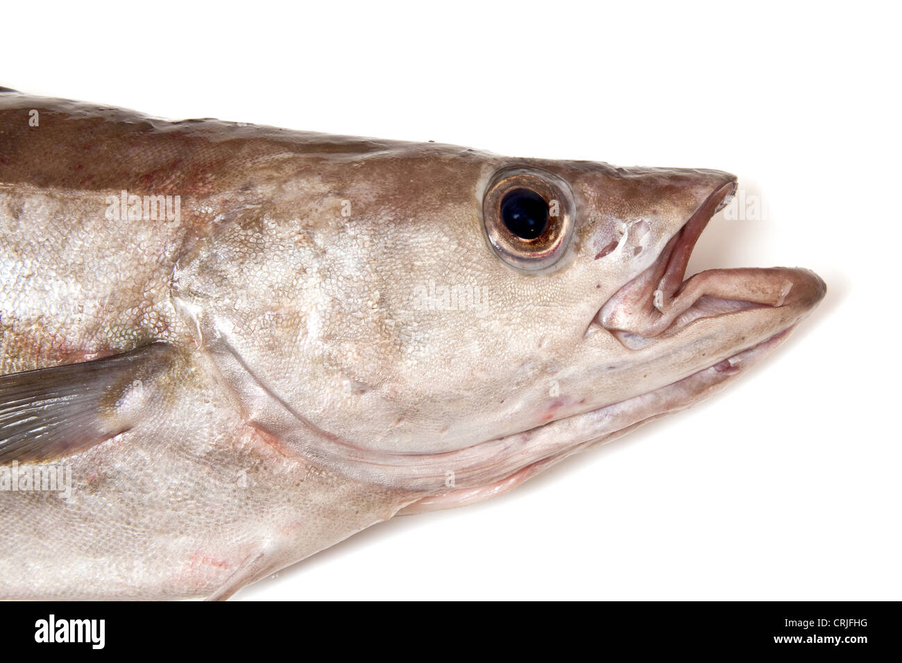 Detail of a Pollock (Pollachius pollachius) fish isolated on a white ...