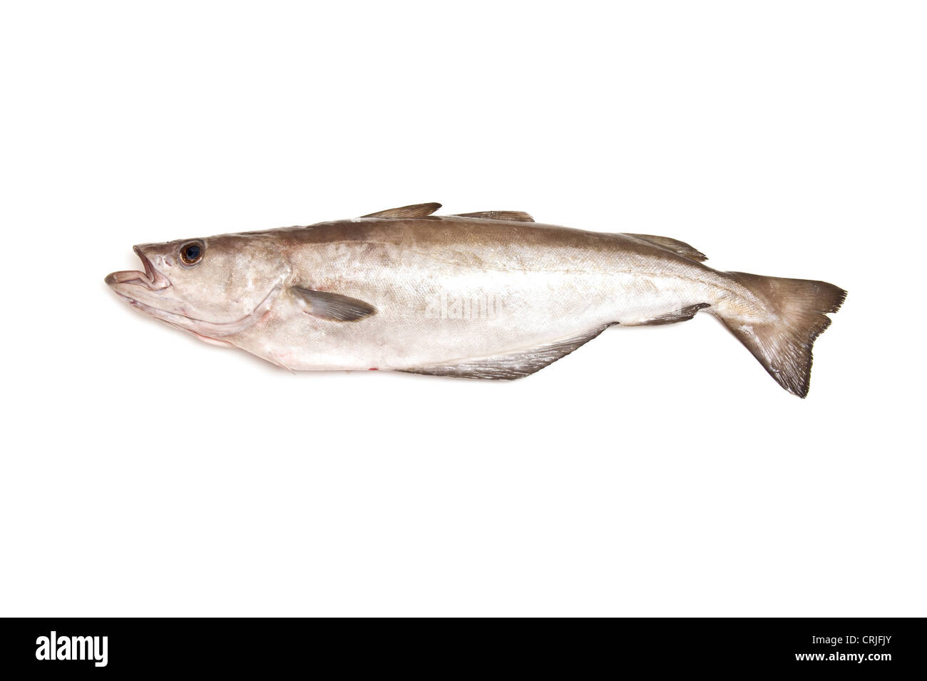 Whole Pollock fish isolated on a white studio background Stock Photo ...