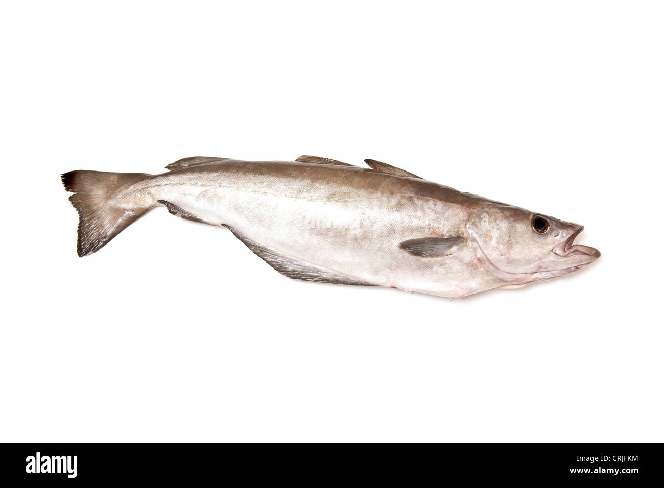 Whole Pollock fish isolated on a white studio background Stock Photo ...