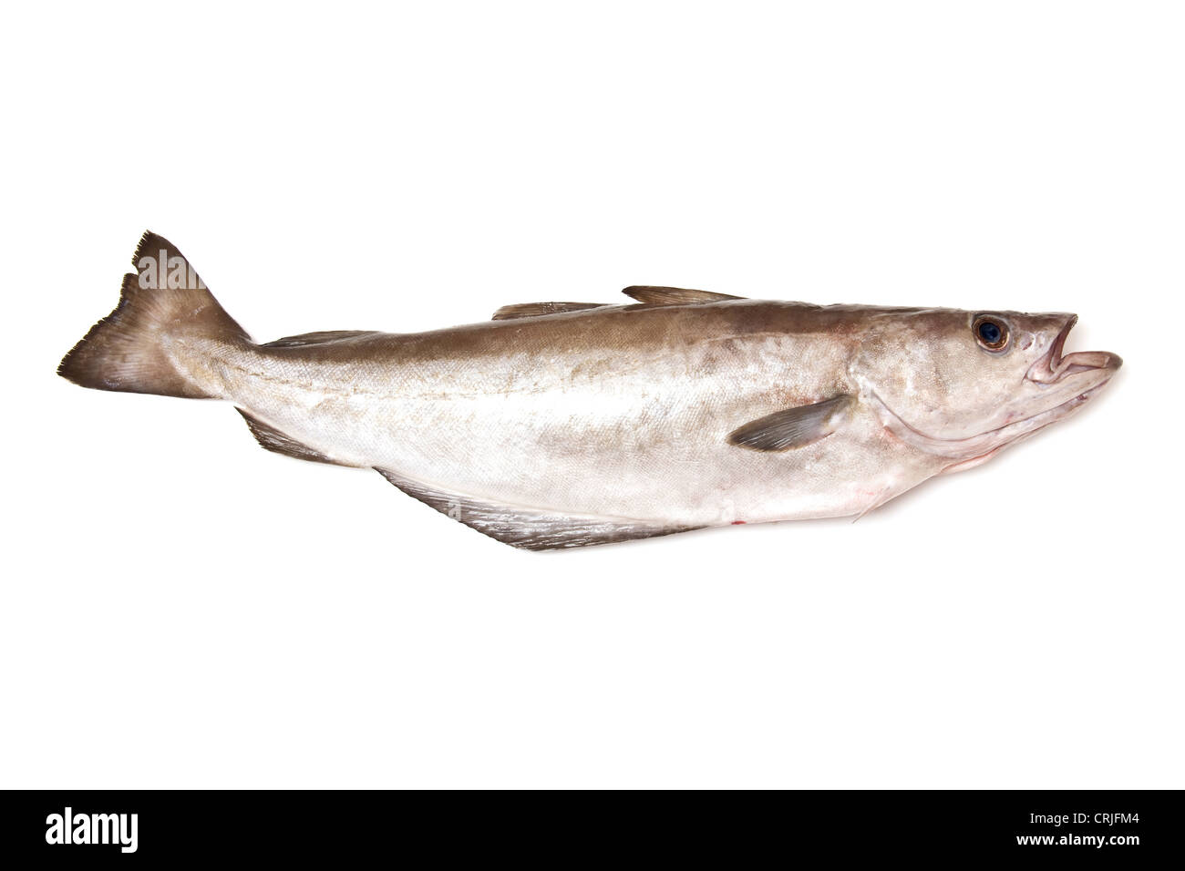 Whole Pollock fish isolated on a white studio background Stock Photo ...