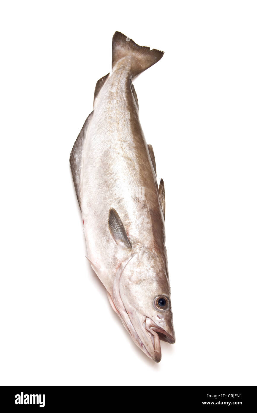 Is Pollock A White Fish at Carol Hilburn blog