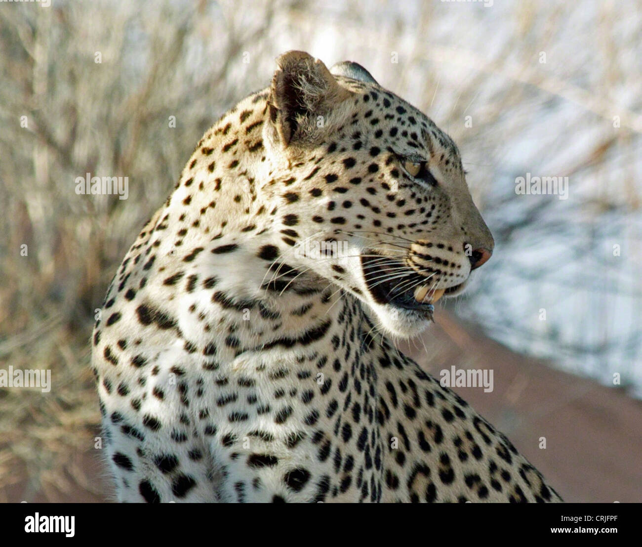 Leopard spot hi-res stock photography and images - Alamy