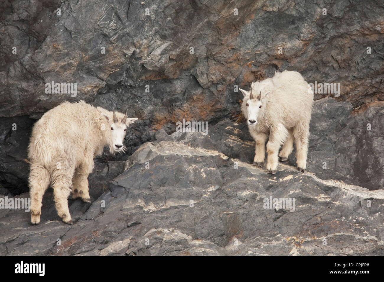 A pair of rocky mountain goats come down to the high tide line of ...
