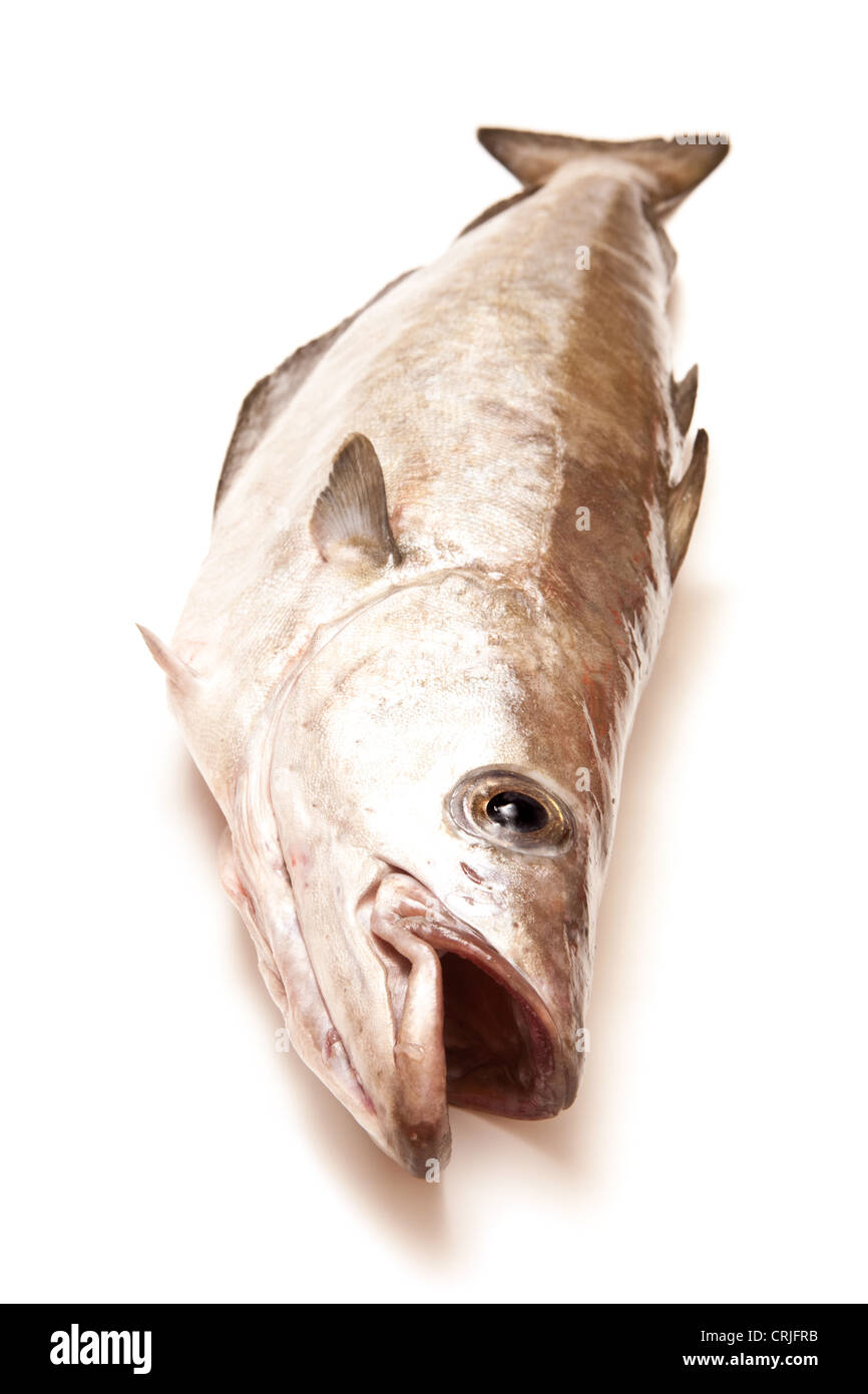 Pollock (Pollachius pollachius) fish isolated on a white studio ...